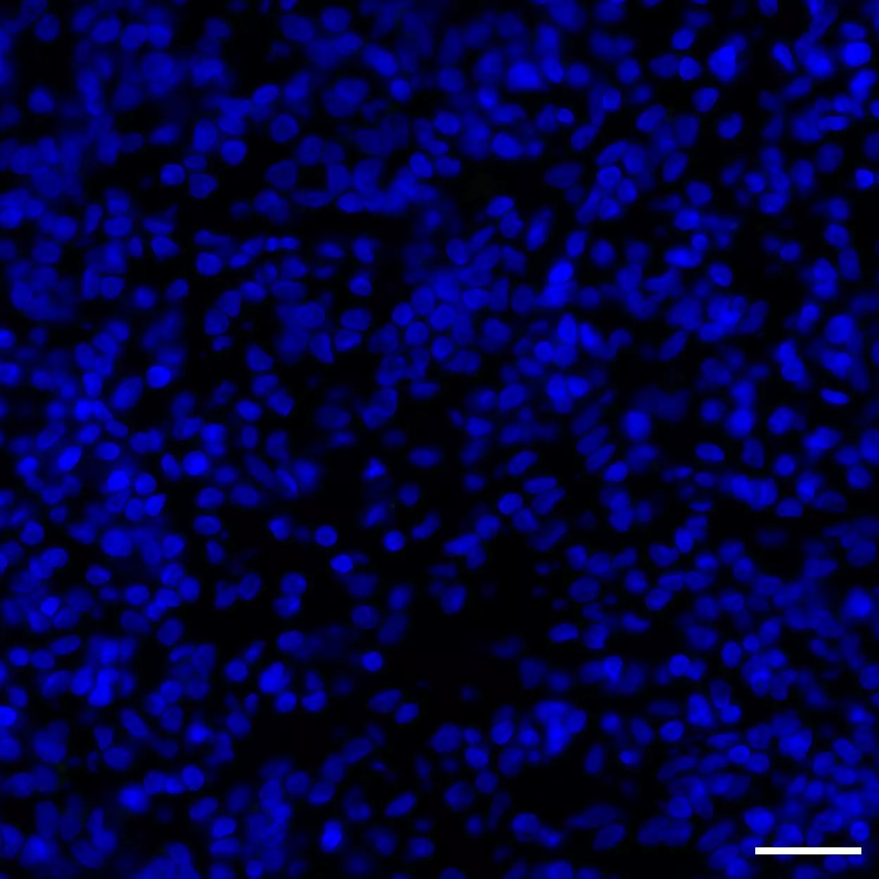 CD66b Antibody, anti-human, REAdye_lease™ | Miltenyi Biotec | Deutschland