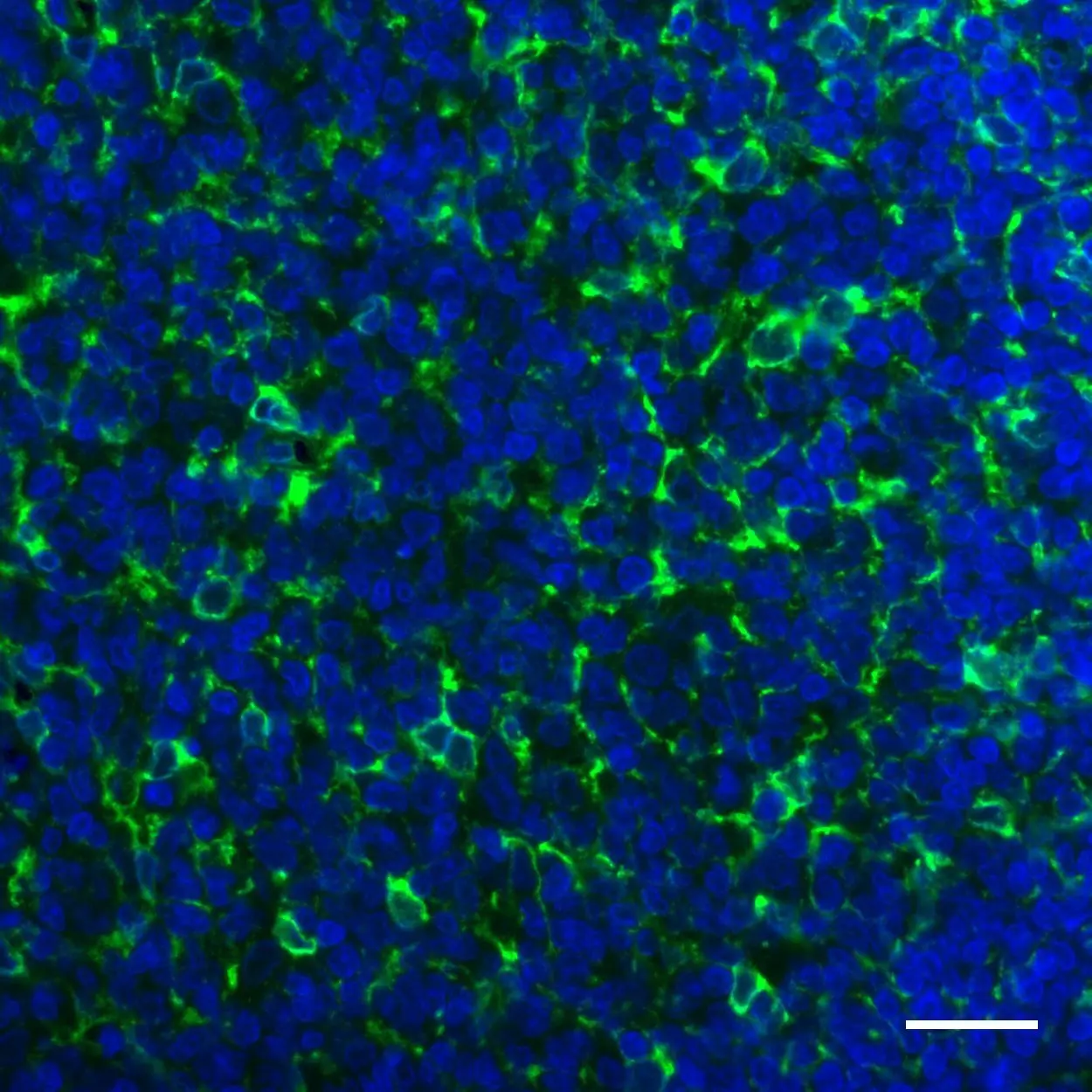 STING (TMEM173) Antibody, anti-human, REAdye_lease™ | Miltenyi Biotec ...