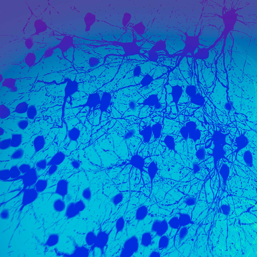 Neuroscience research solutions | Miltenyi Biotec | भारत