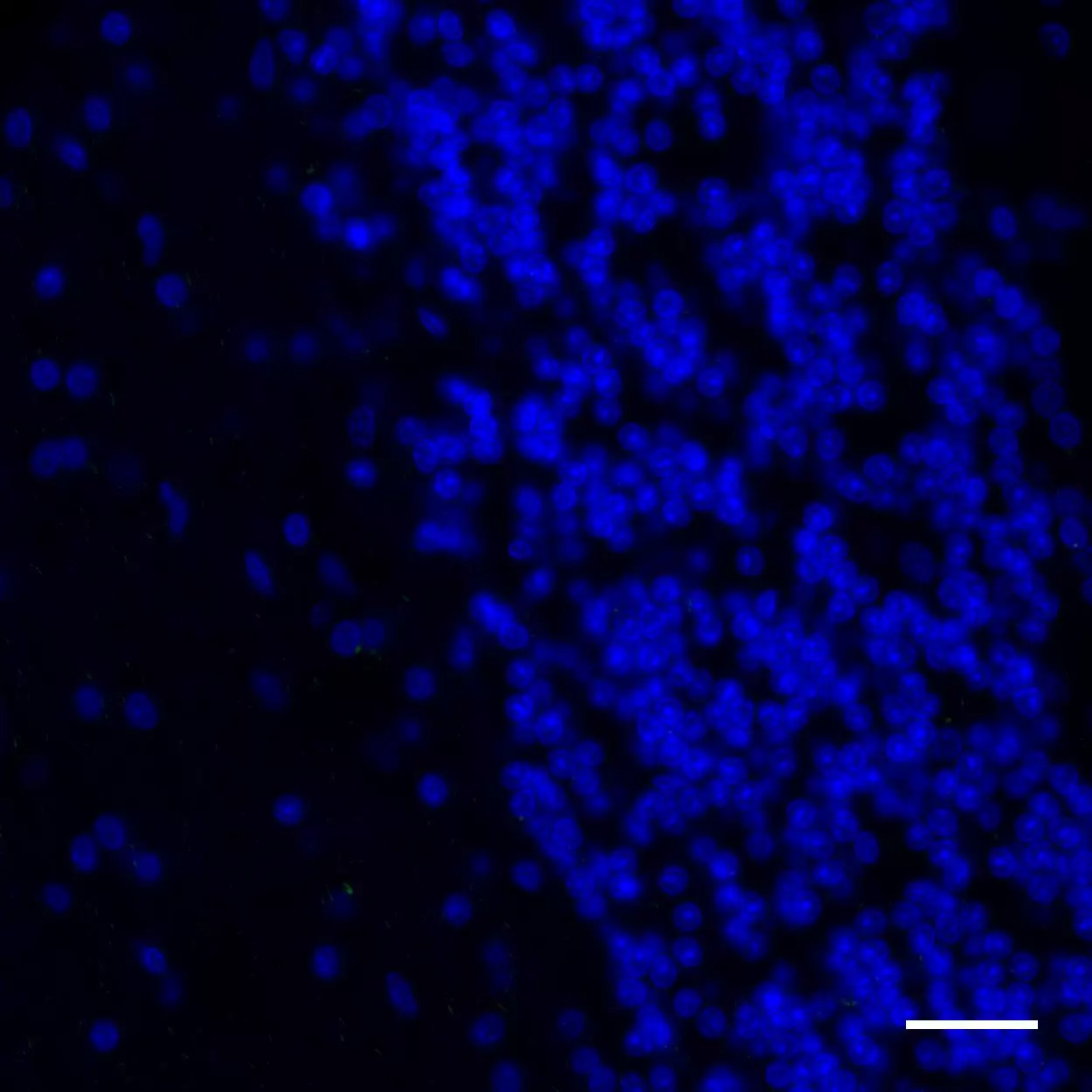 PLP Antibody, anti-human/mouse/rat, REAdye_lease™ | Miltenyi Biotec | USA