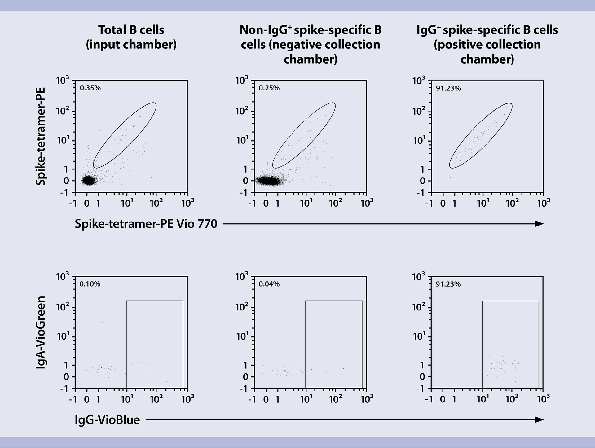Microchip-based cell sorting and expansion of SARS-CoV-2–specific B ...