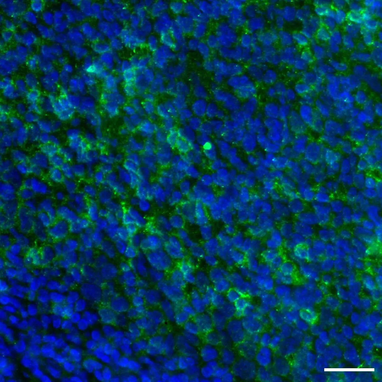 CD279 (PD1) Antibody, anti-human, REAlease® | Miltenyi Biotec | 日本