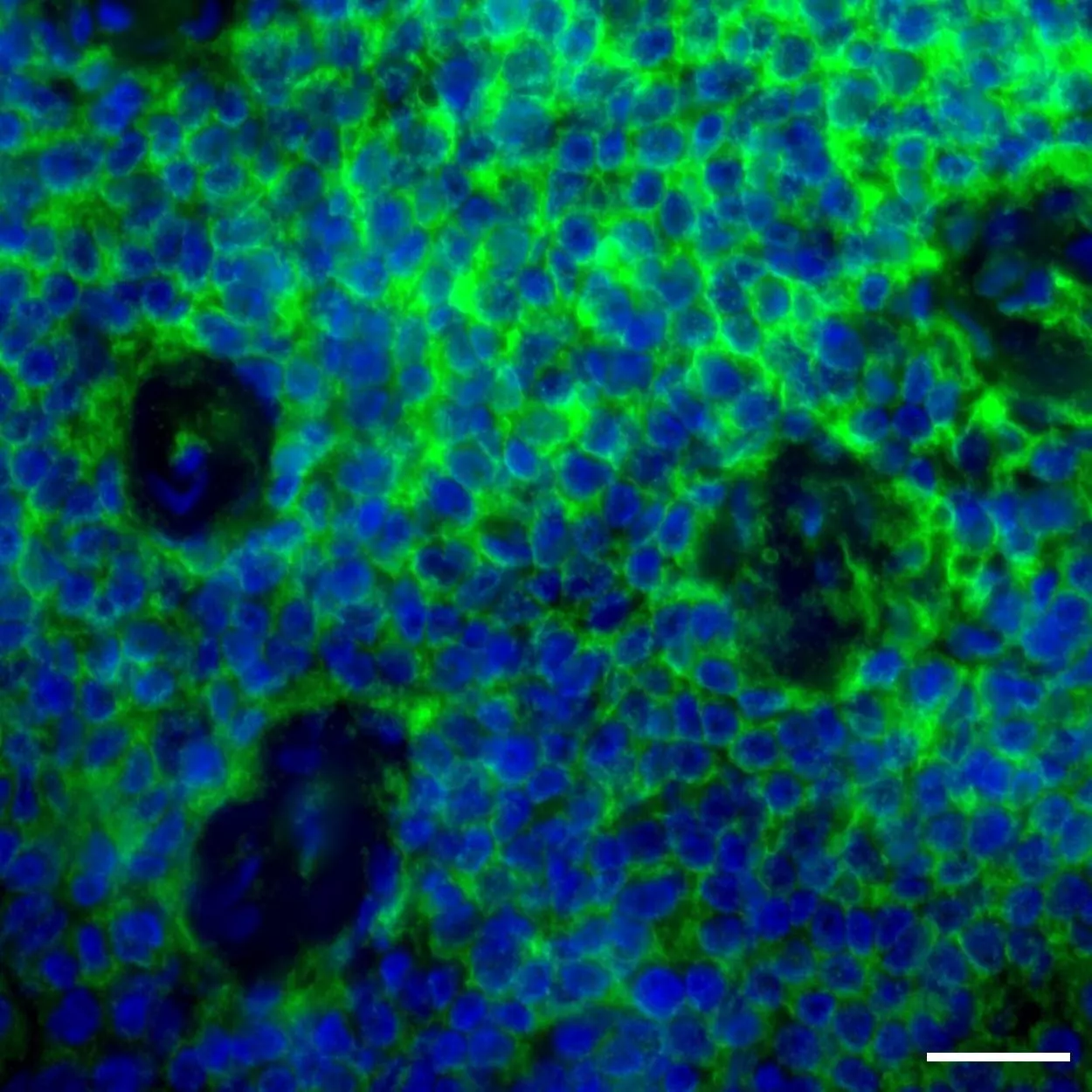 CD40 Antibody, anti-human, REAdye_lease™ | Miltenyi Biotec | 中国