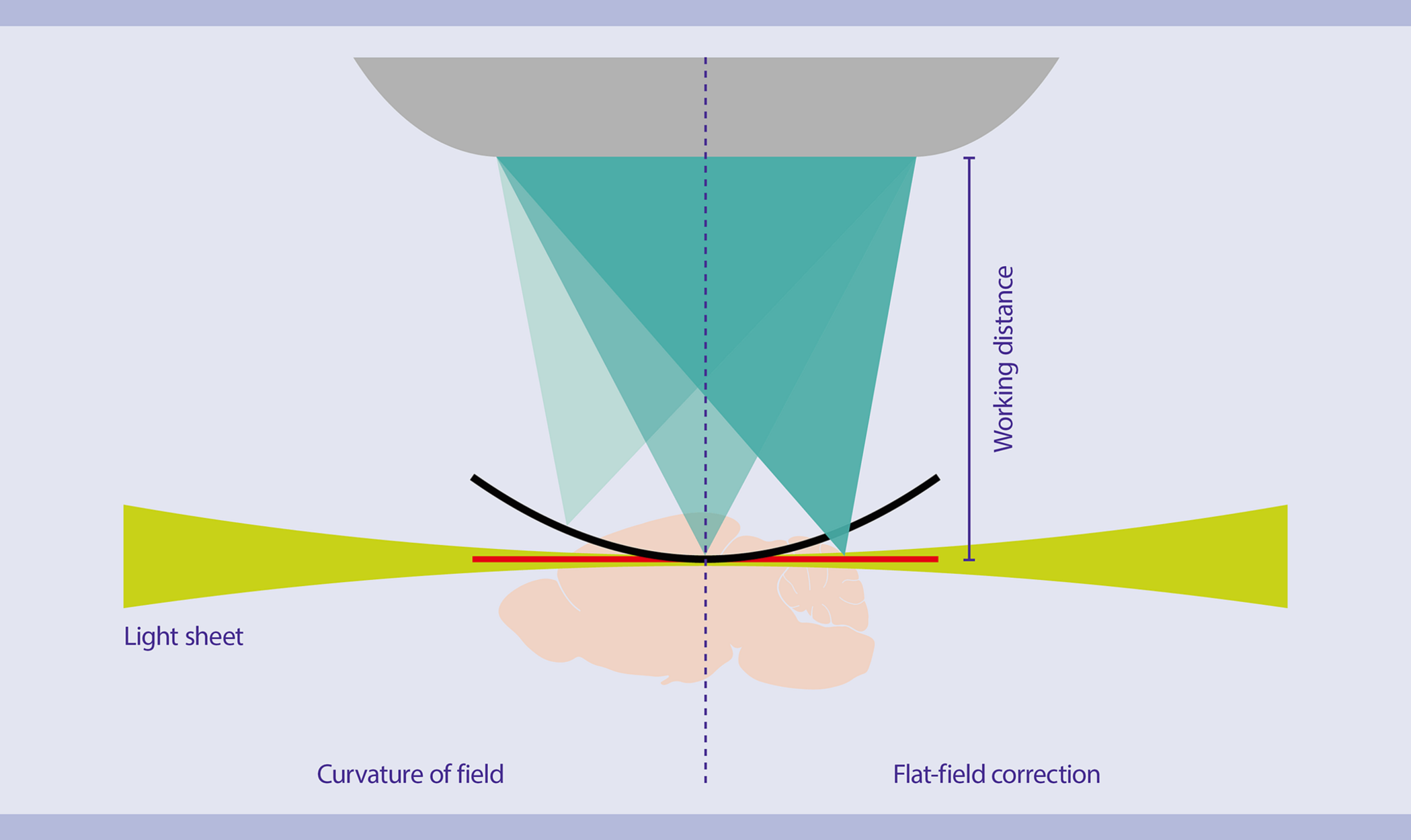 Light sheet microscopy | Miltenyi Biotec | USA
