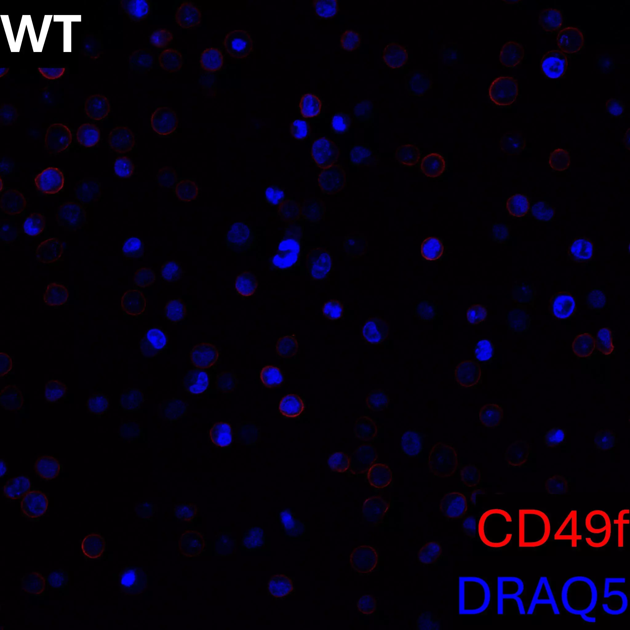CD49f Antibody, anti-human/mouse, REAfinity™ | Miltenyi Biotec | USA