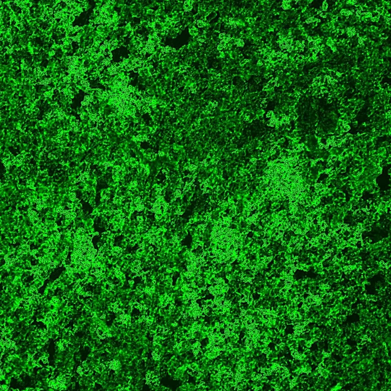 CD15 Antibody, anti-human | Miltenyi Biotec | USA