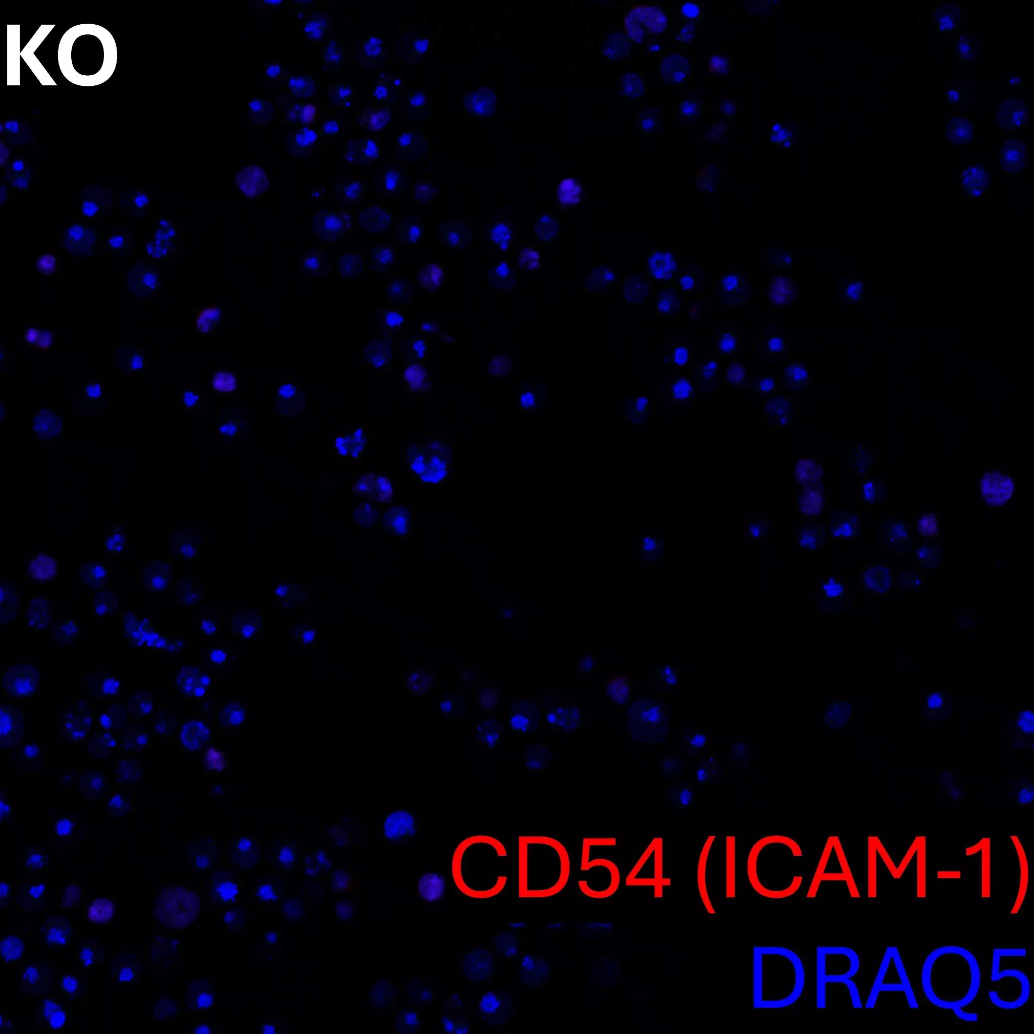 CD54 (ICAM-1) Antibody, anti-human, REAfinity™ | Miltenyi Biotec | 日本