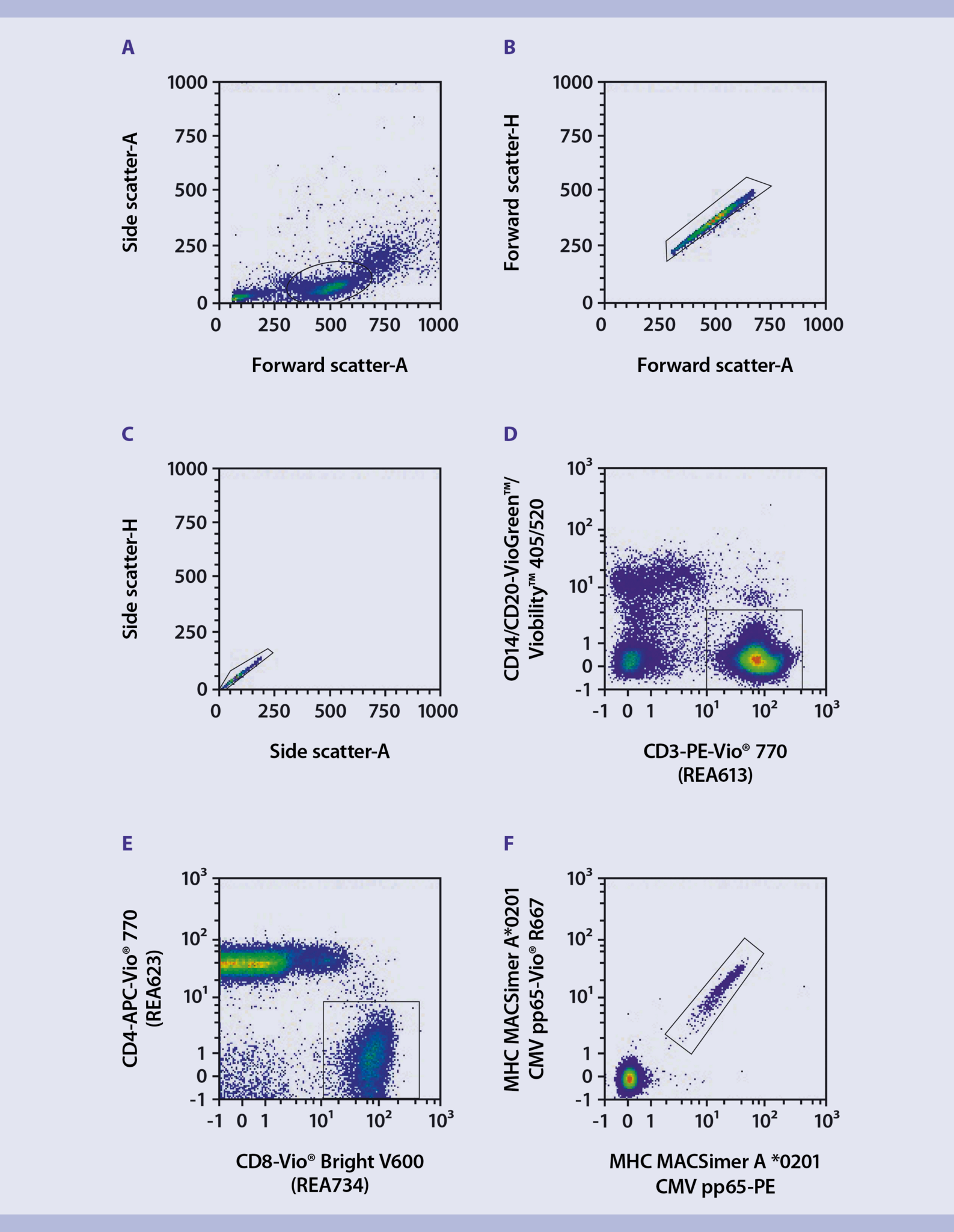 T cell maturation | MHC multimers | Protocol | Miltenyi Biotec | USA
