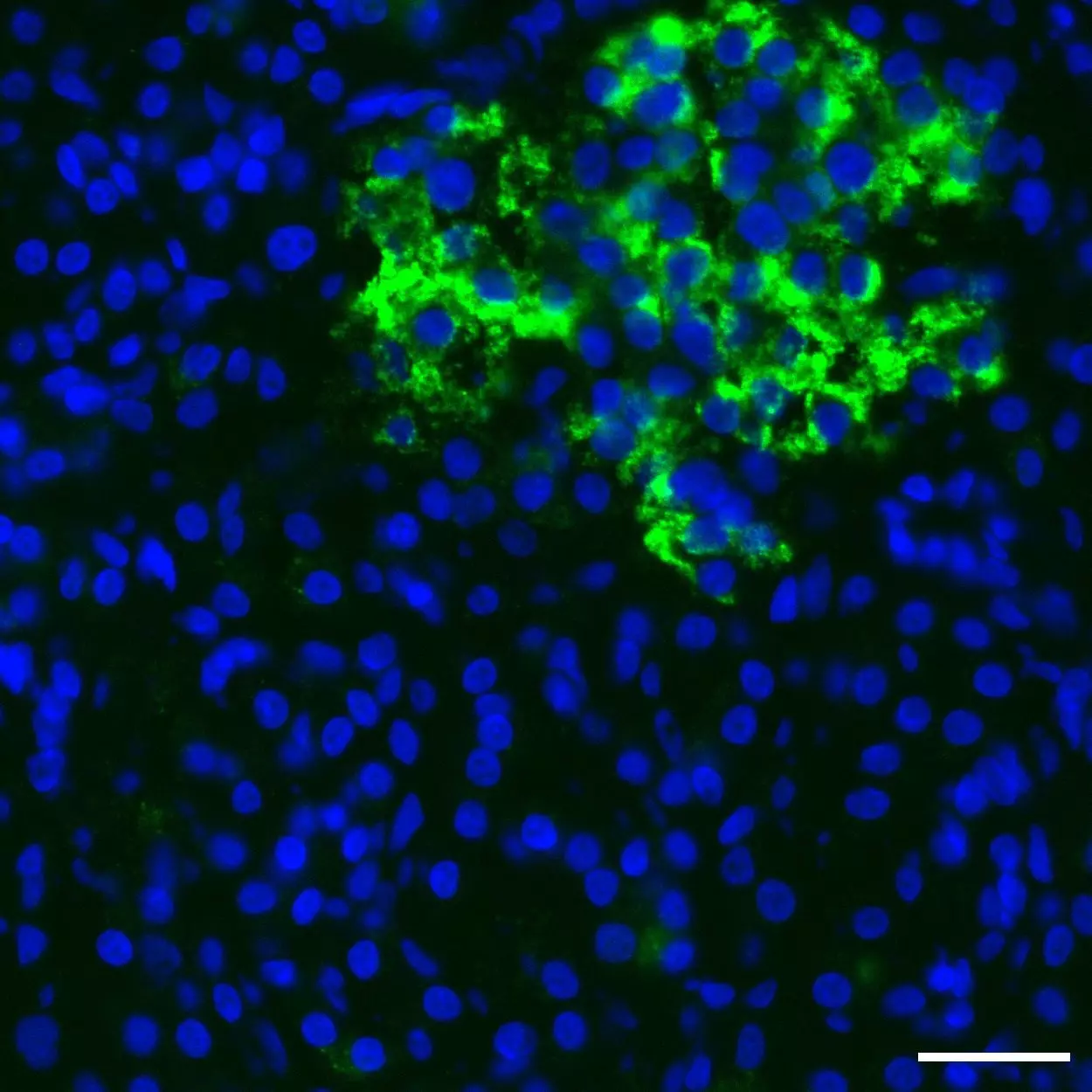 Insulin Antibody, anti-human, REAdye_lease™ | Miltenyi Biotec | India