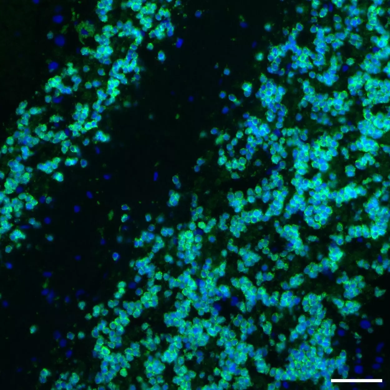NeuN Antibody, anti-human/mouse/rat, REAfinity™ | Miltenyi Biotec | USA