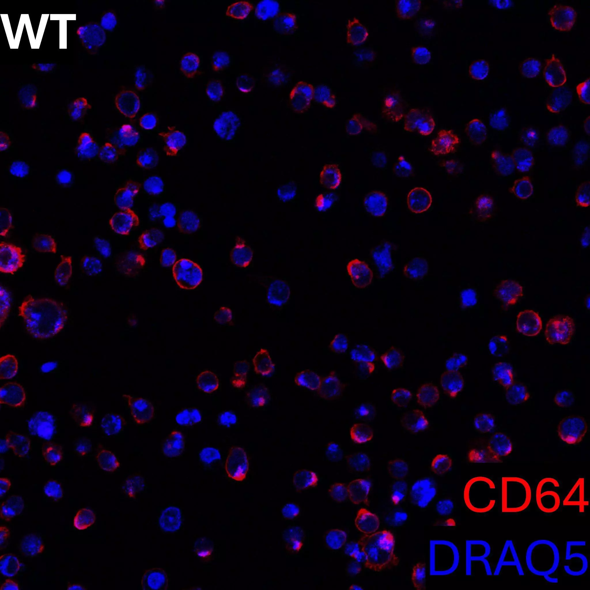 CD64 Antibody, anti-human, REAfinity™ | Miltenyi Biotec | USA