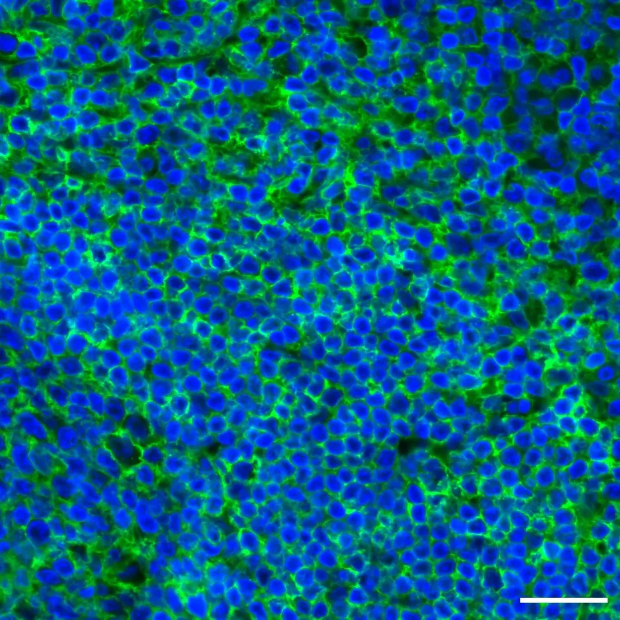 HLA-ABC Antibody, anti-human, REAfinity™ | Miltenyi Biotec | India