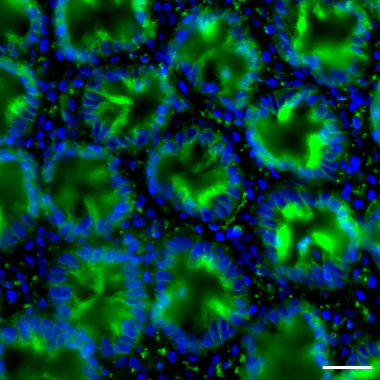 α-Tubulin Antibody, anti-human, REAfinity™ | Miltenyi Biotec | India