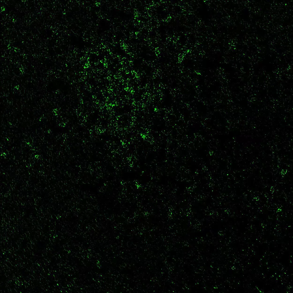 IgD Antibody, anti-human, REAfinity™ | Miltenyi Biotec | USA