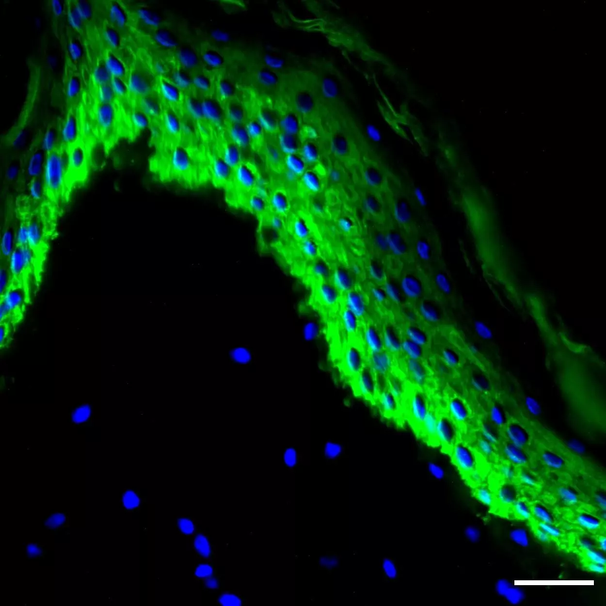 Pan-Cytokeratin Antibody, anti-human, REAfinity™ | Miltenyi Biotec | USA