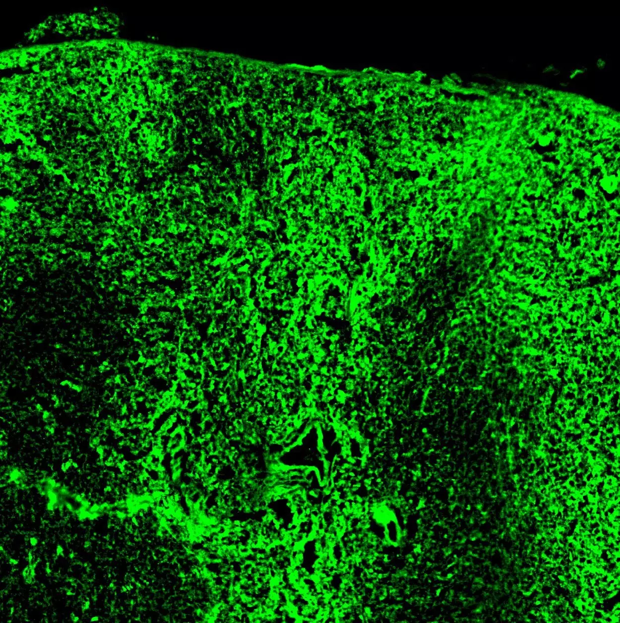 CD45 Antibody, anti-mouse | Miltenyi Biotec | 日本