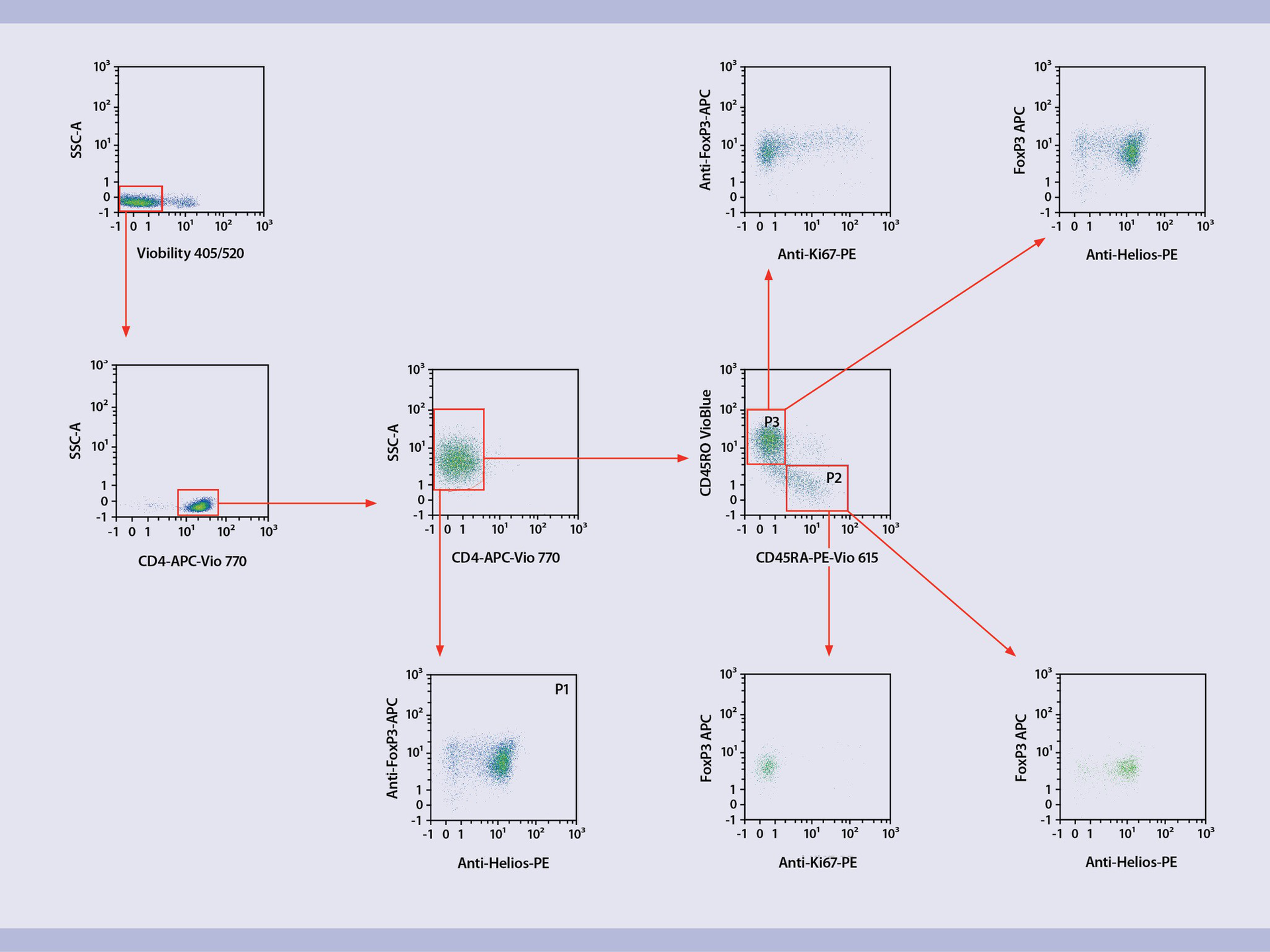 Activation of regulatory t cells | Treg activation | Miltenyi | Miltenyi Biotec | USA