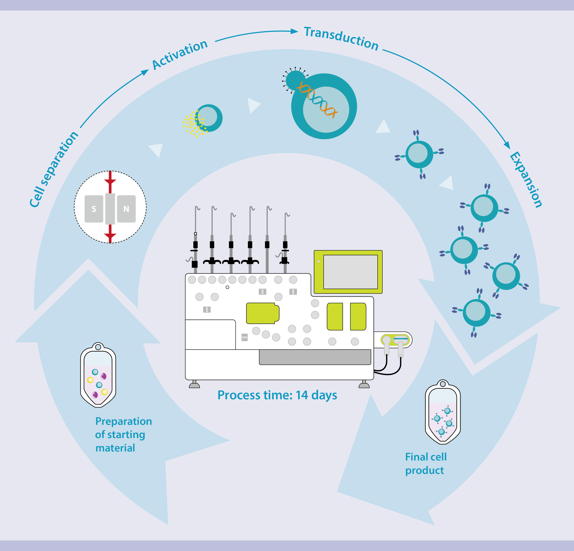 GMP CAR T Cell activation | MACS GMP T Cell TransAct | Miltenyi Biotec | Australia