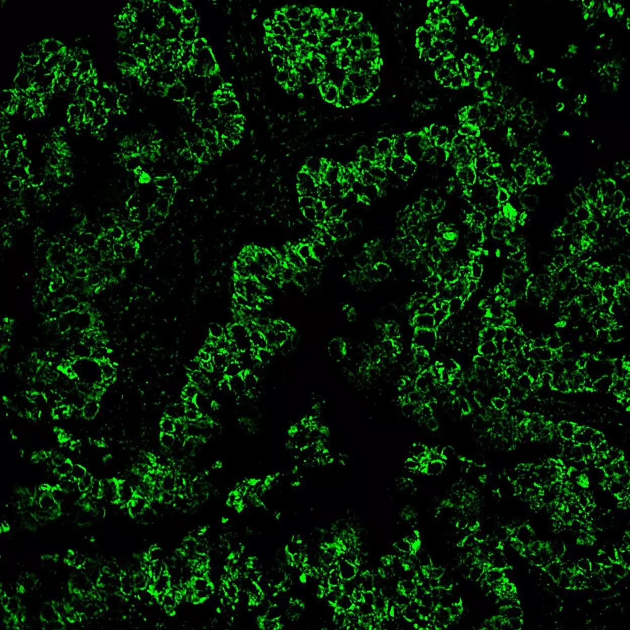 TOM22 Antibody, anti-human/mouse | Miltenyi Biotec | USA