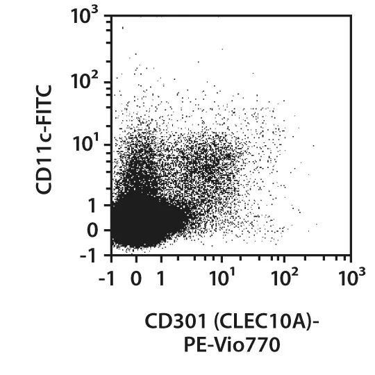 CD301 (CLEC10A) Antibody, anti-mouse, REAfinity™ | Miltenyi Biotec | USA