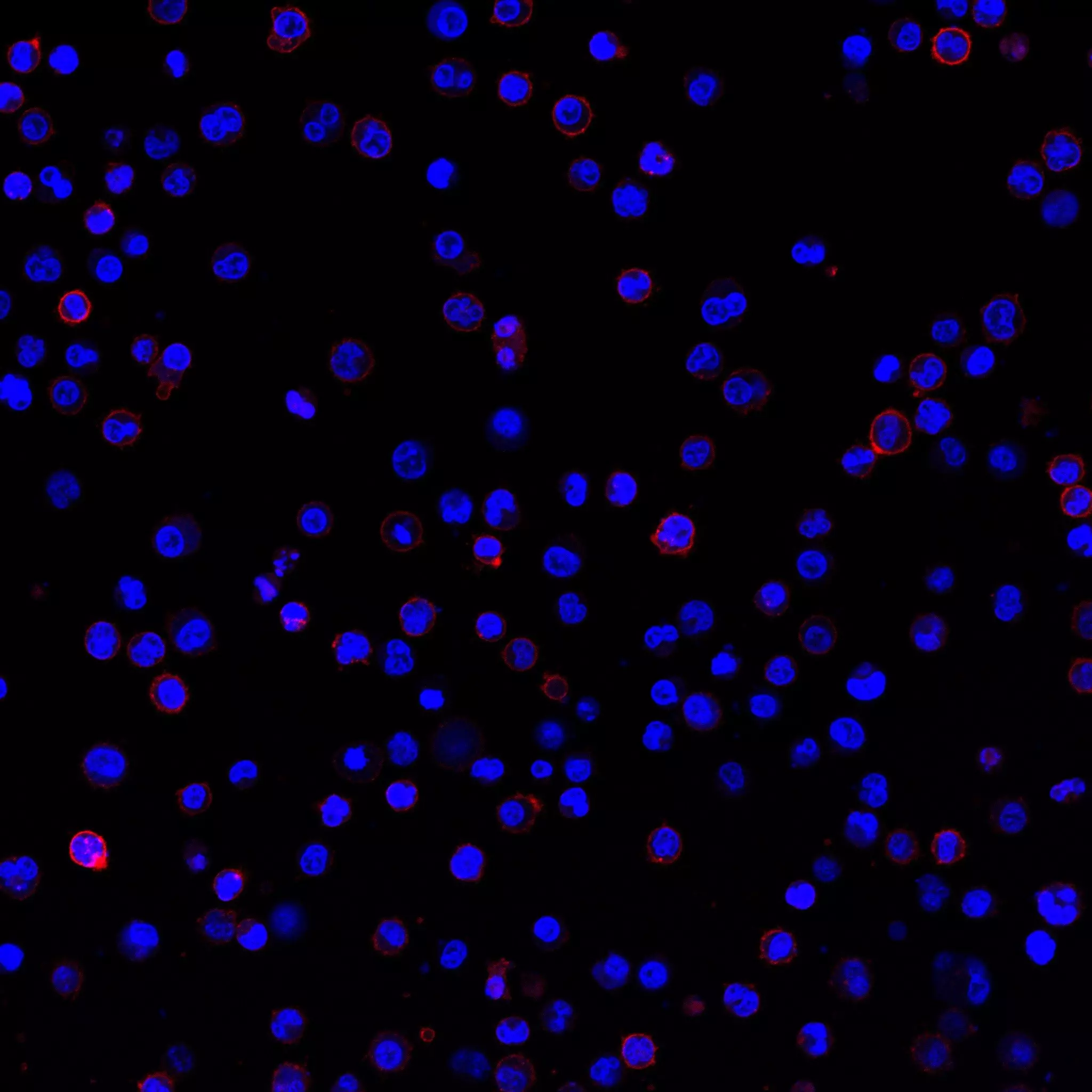 CD301 (CLEC10A) Antibody, anti-mouse, REAfinity™ | Miltenyi Biotec | USA