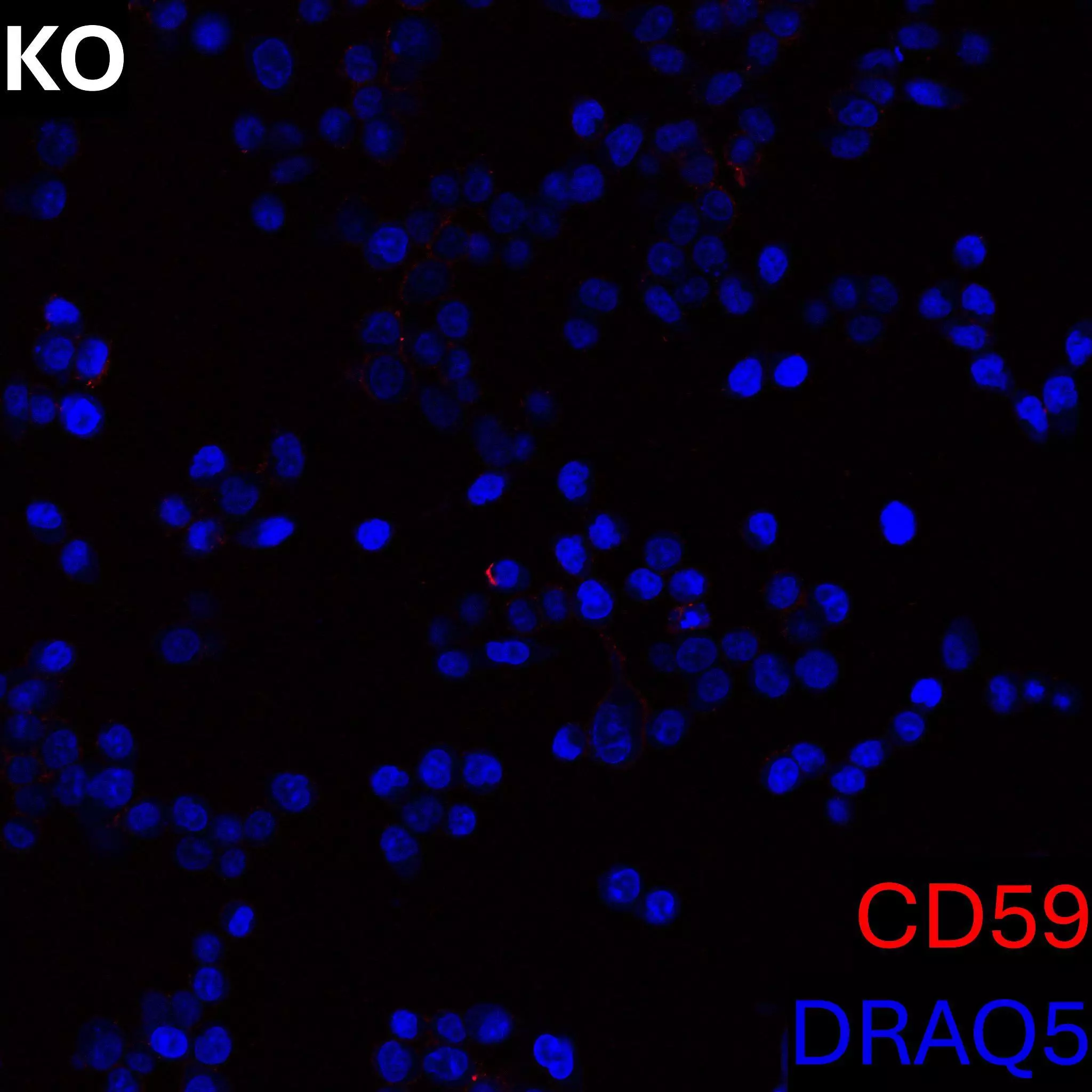 CD59 Antibody, anti-human, REAfinity™ | Miltenyi Biotec | USA