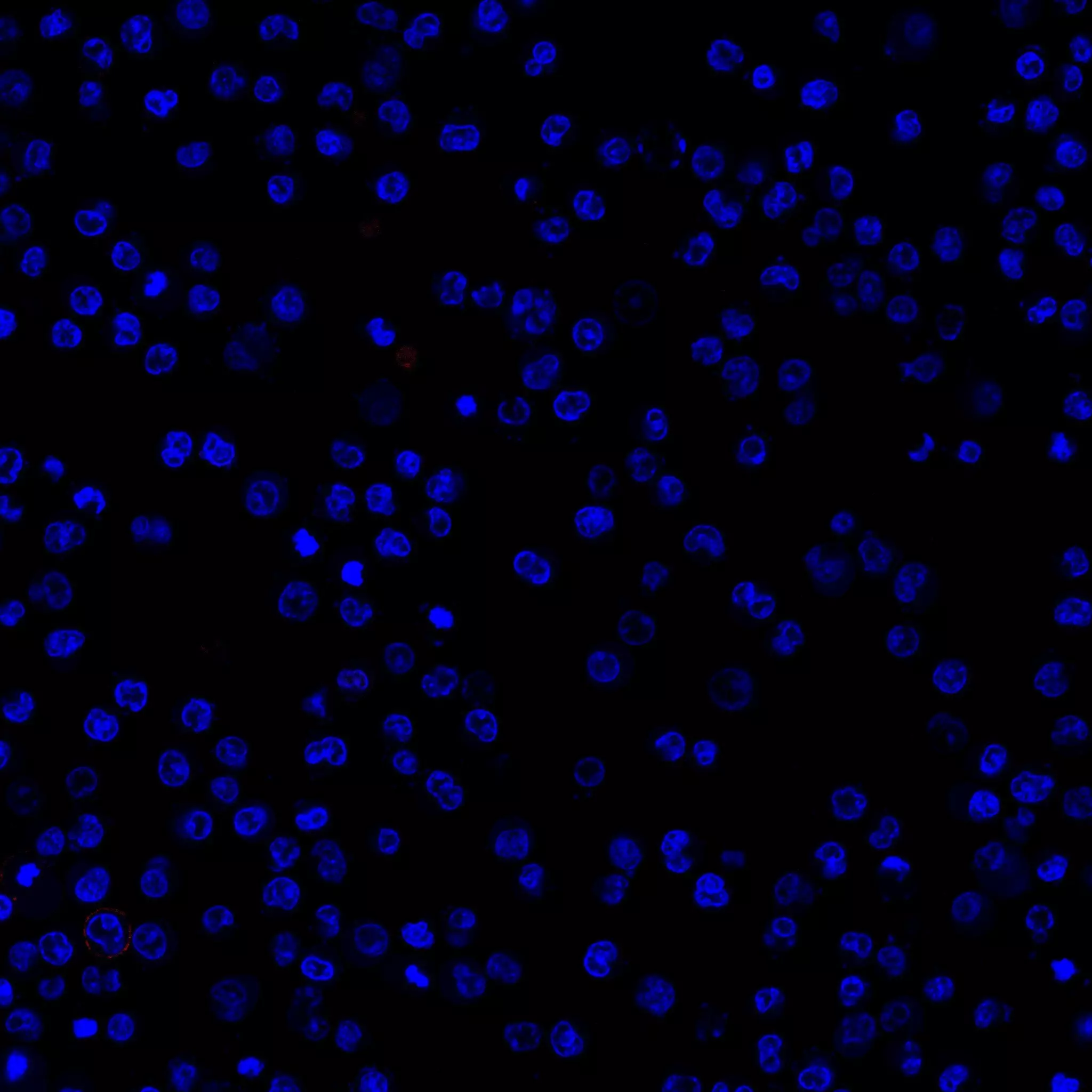 CD97 Antibody, anti-human, REAfinity™ | Miltenyi Biotec | USA