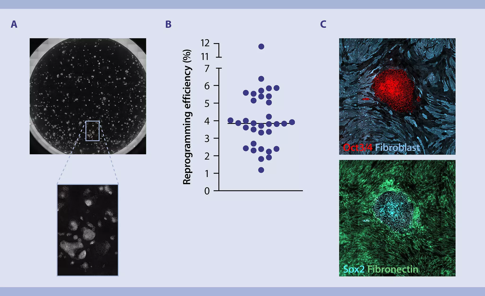 StemMACS™ iPSC mRNA Reprogramming Kit, human | Miltenyi Biotec | France