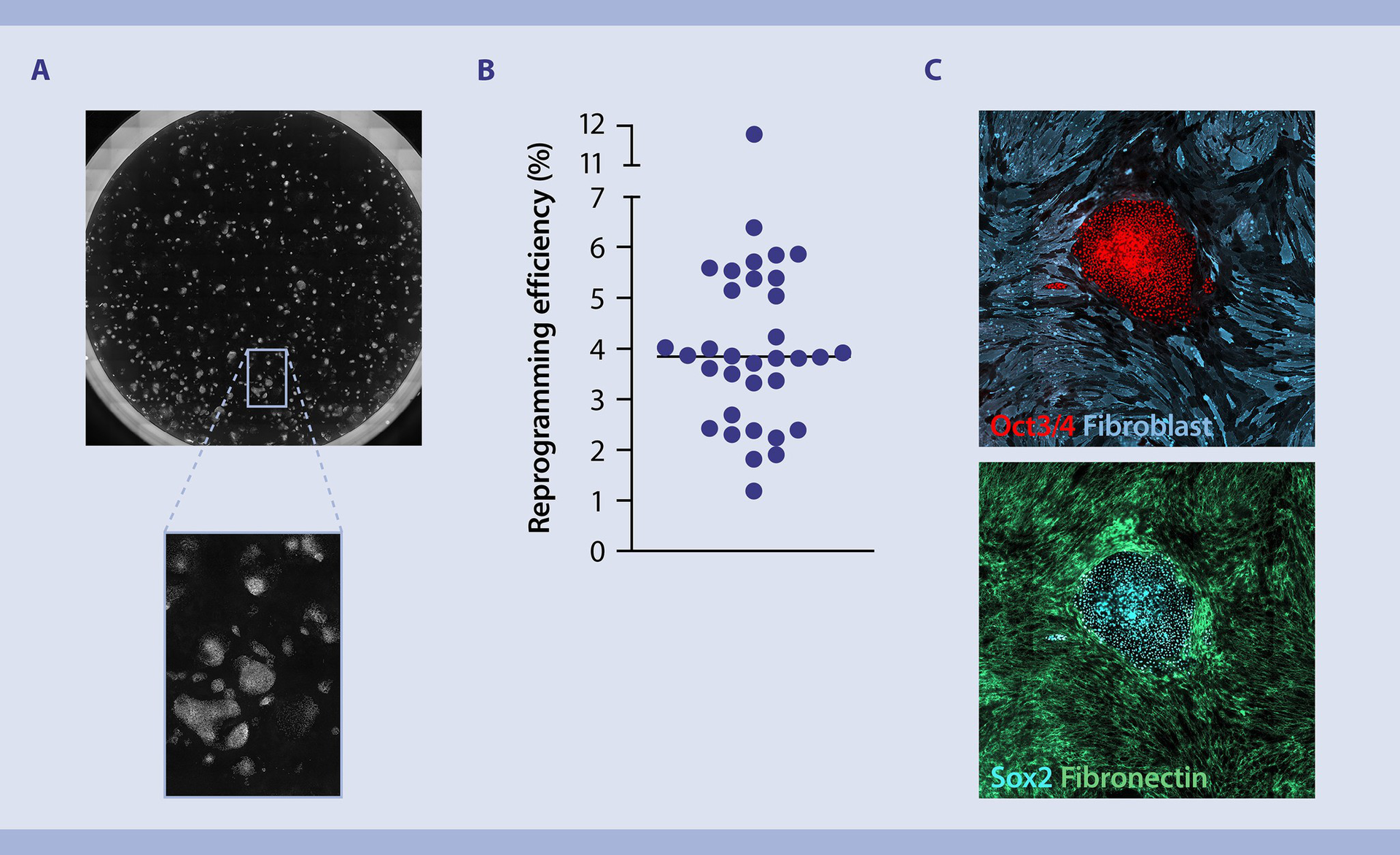 Human IPS cells | Human embryonic stem cells | Miltenyi Biotec | 日本