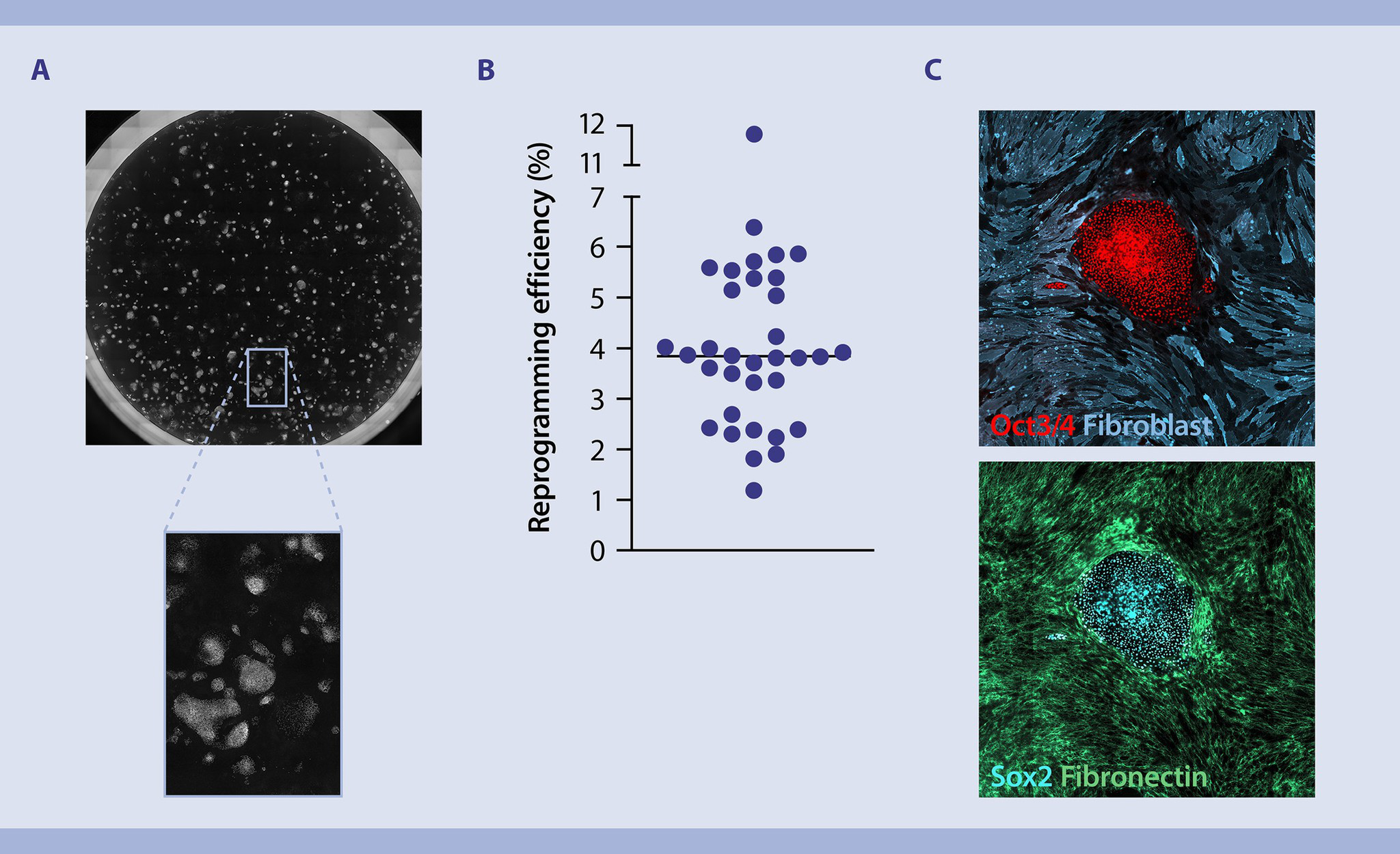 Human IPS cells | Human embryonic stem cells | Miltenyi Biotec ...