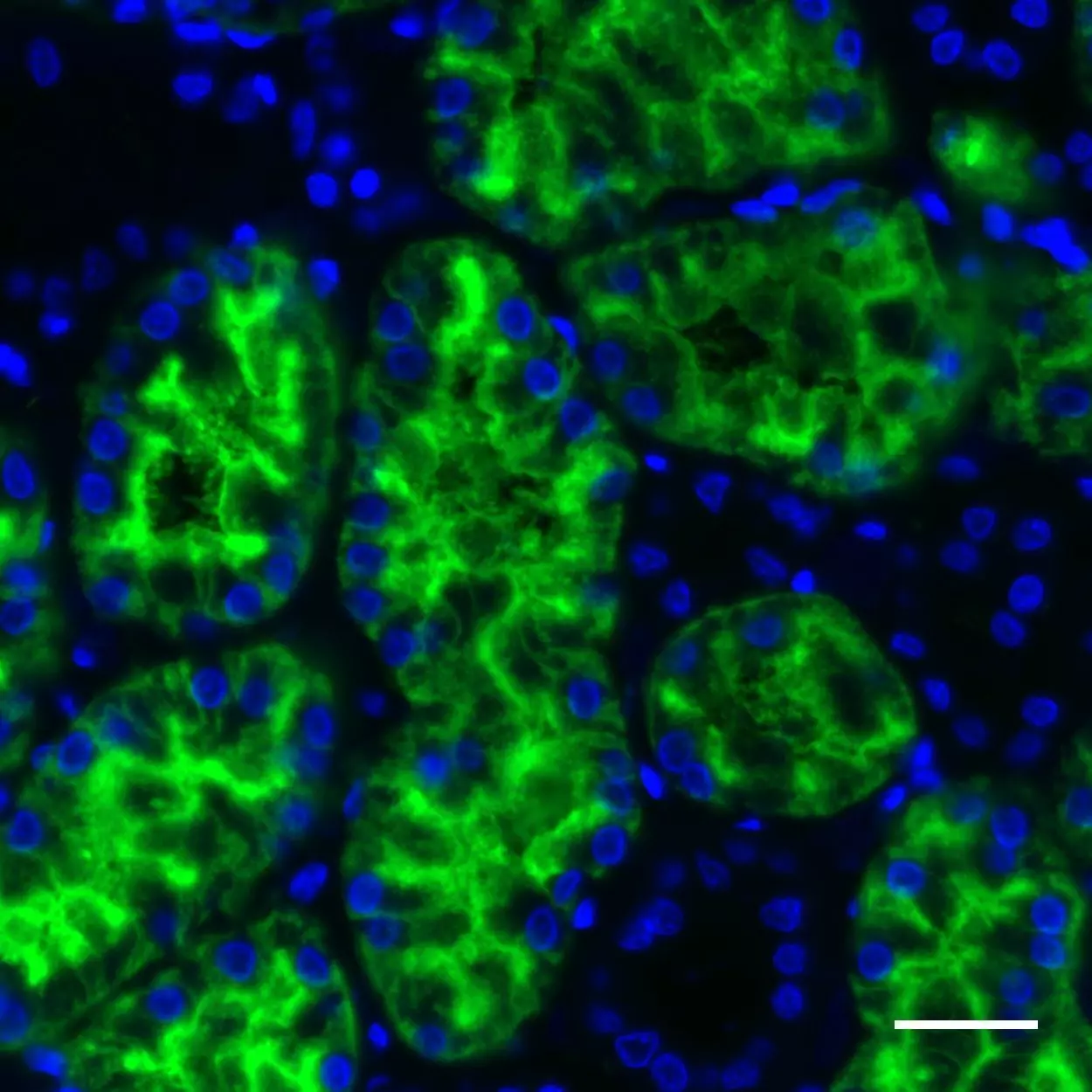 CD10 Antibody, anti-human, REAdye_lease™ | Miltenyi Biotec | USA