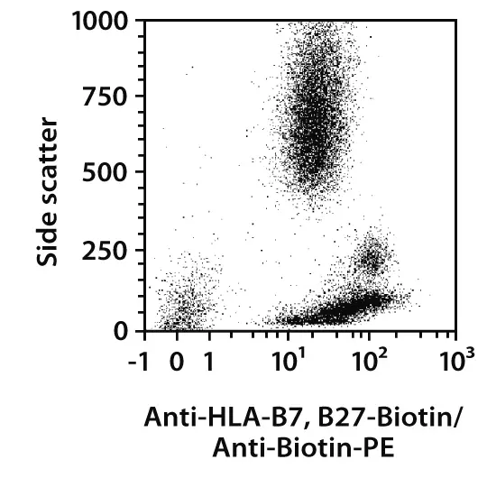 HLA-B7, B27 Antibody, anti-human, REAfinity™ | Miltenyi Biotec | USA
