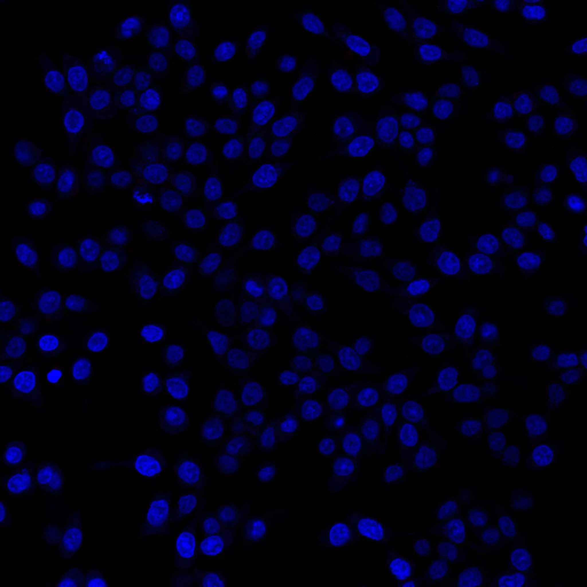 CD104 (Integrin β4) Antibody, anti-human, REAlease® | Miltenyi Biotec | USA
