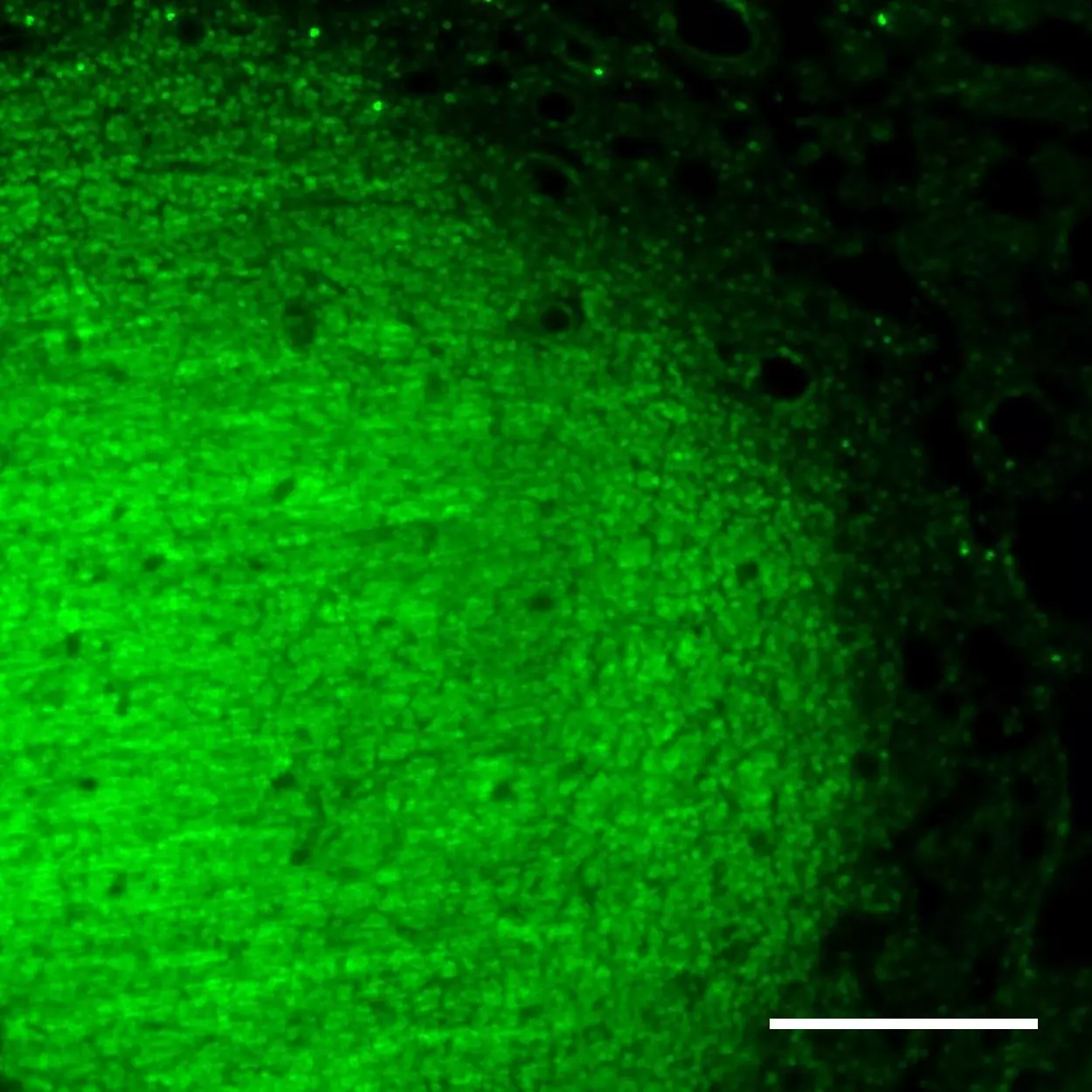CD3 Antibody, anti-mouse, REAfinity™ | Miltenyi Biotec | USA