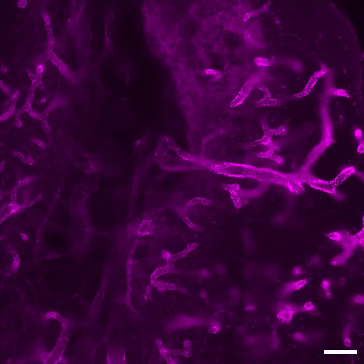 CD31 Antibody, anti-mouse, REAfinity™ | Miltenyi Biotec | USA