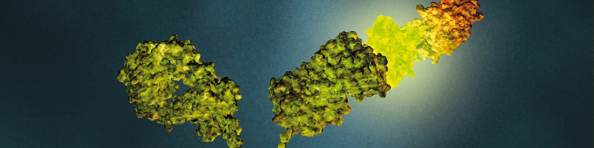 Epitope Tag Antibodies | Miltenyi Biotec | 대한민국