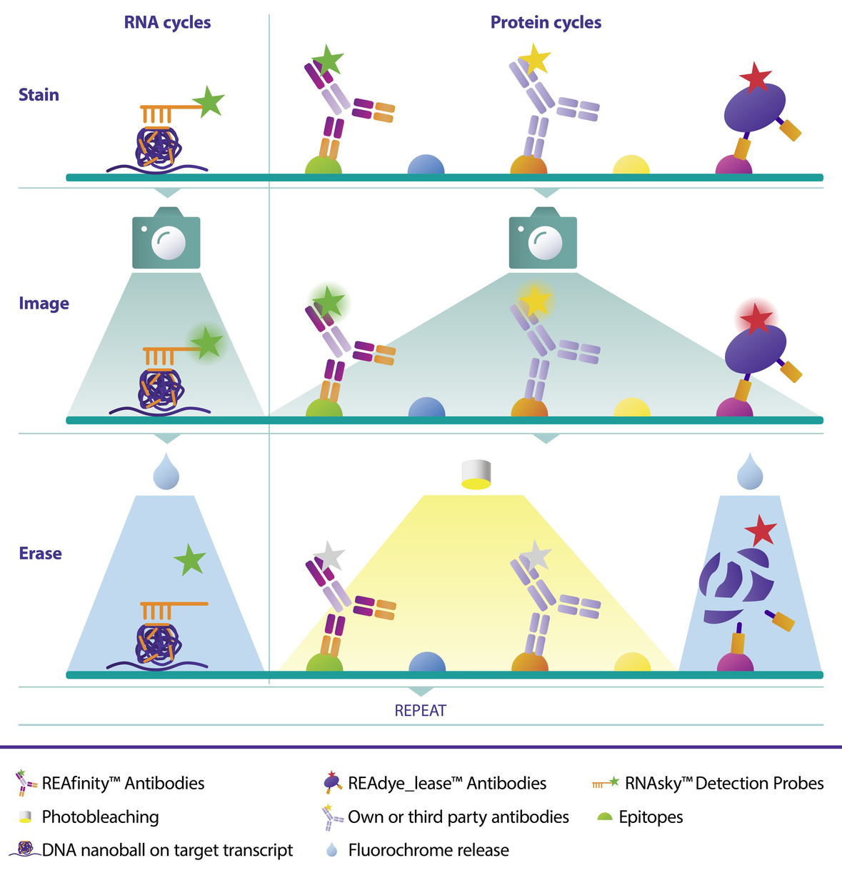 Spatial biology and imaging | Miltenyi Biotec | USA