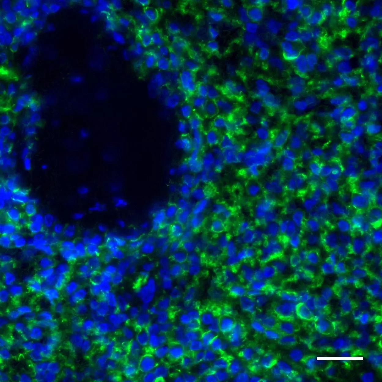 CD31 Antibody, anti-human, REAfinity™ | Miltenyi Biotec | Hong Kong