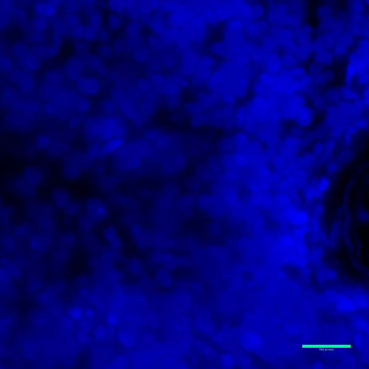 CD90 Antibody, anti-human, REAlease® | Miltenyi Biotec | USA