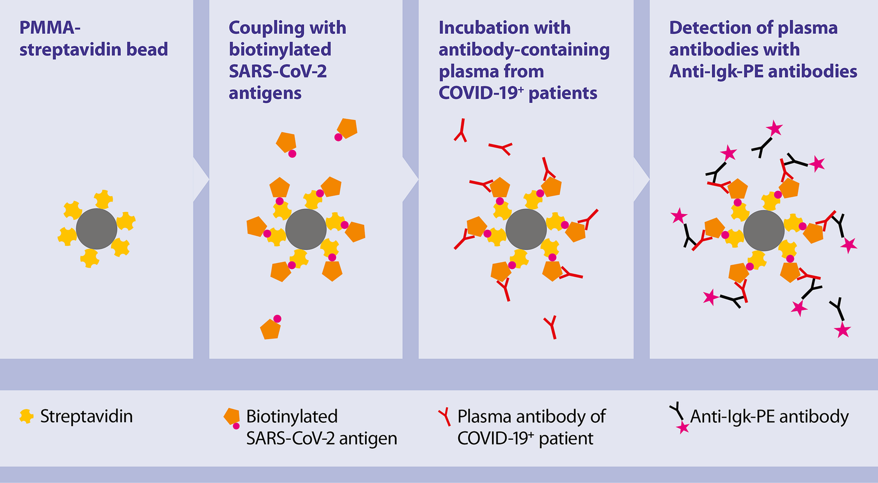 SARS-CoV-2 antibodies| Immunodetection | Protocol | Miltenyi Biotec | 日本