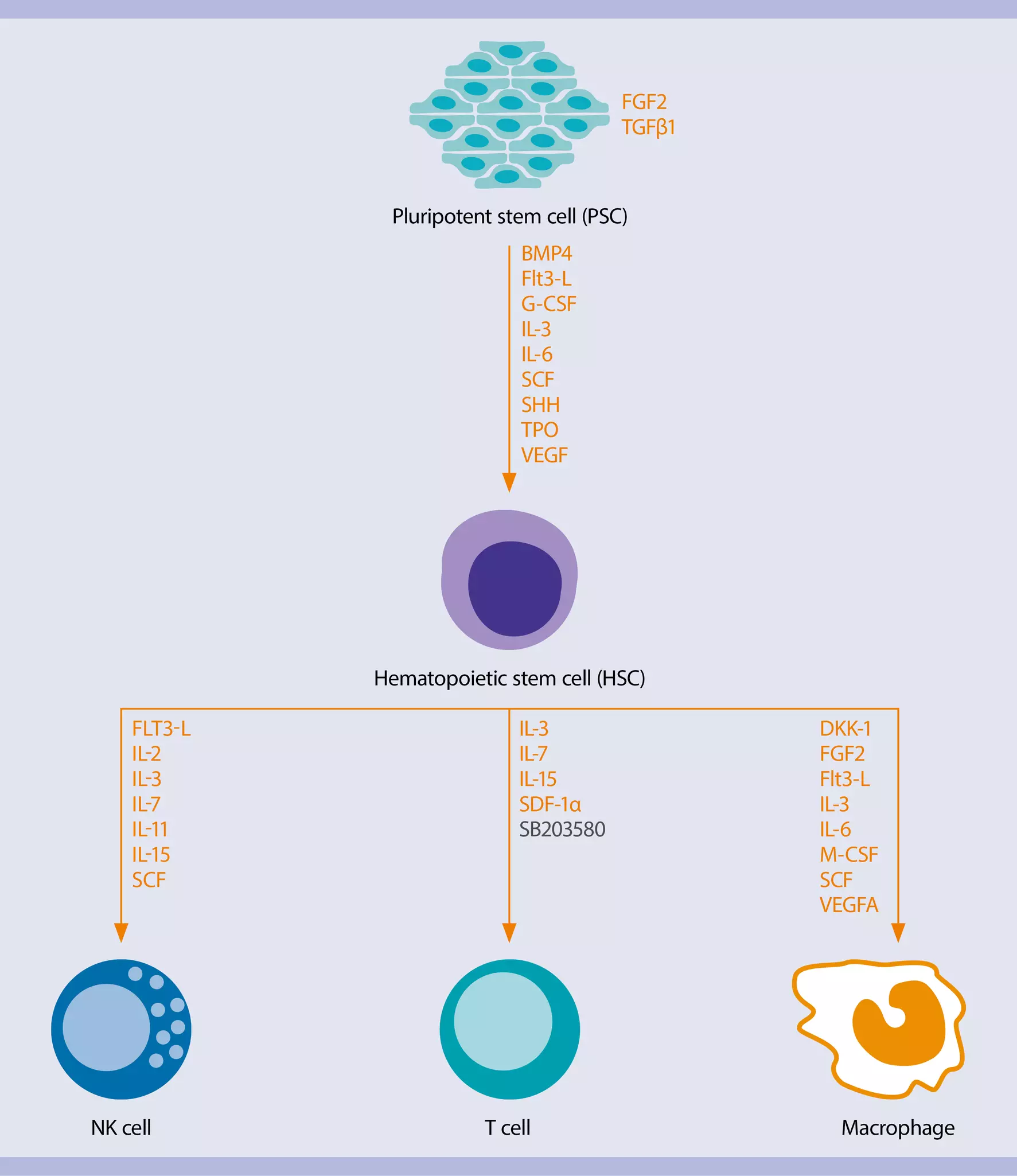 PSC-Derived Immune Cells Workflow | PSC Differentiation | Miltenyi ...