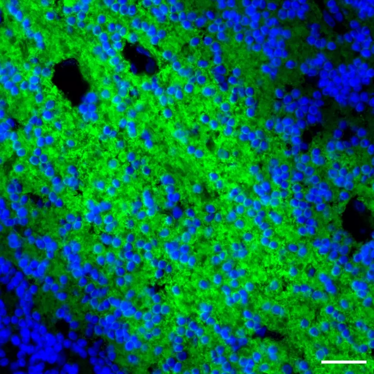 PLP Antibody, anti-human/mouse/rat, REAdye_lease™ | Miltenyi Biotec ...