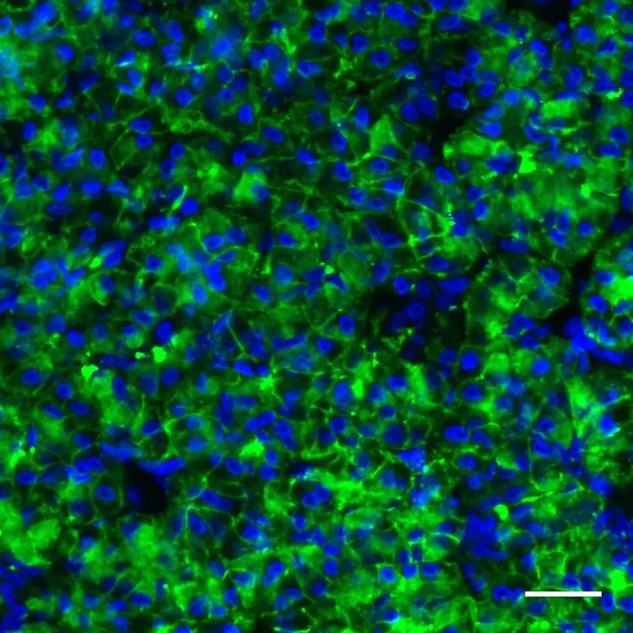 GP2 Antibody, anti-human, REAdye_lease™ | Miltenyi Biotec | Great Britain