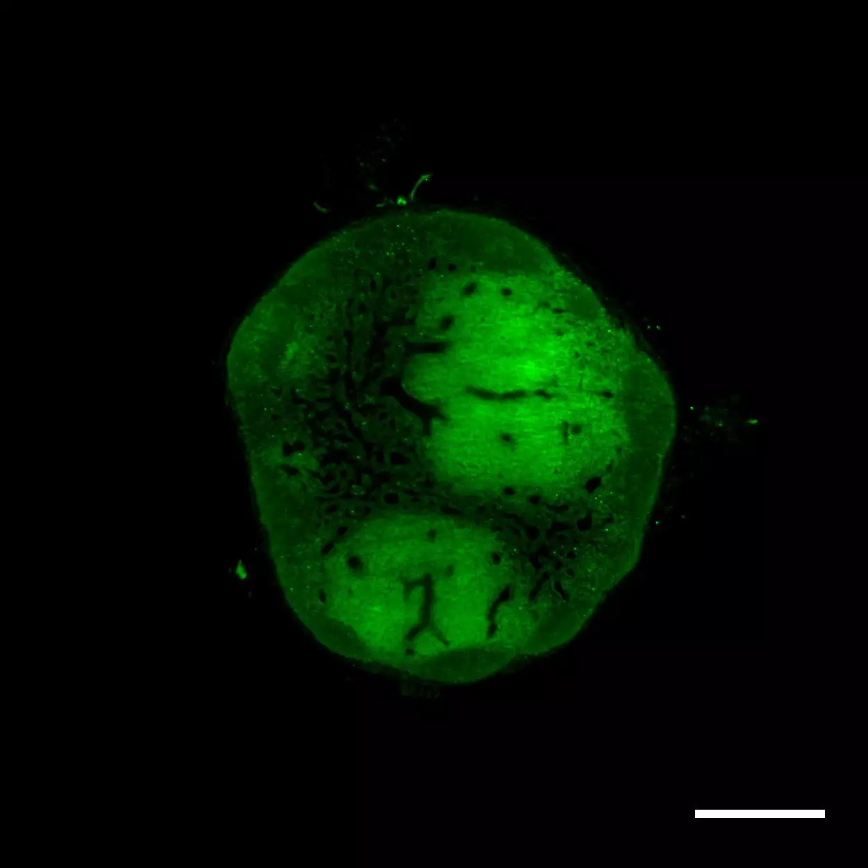 CD3 Antibody, anti-mouse, REAfinity™ | Miltenyi Biotec | USA