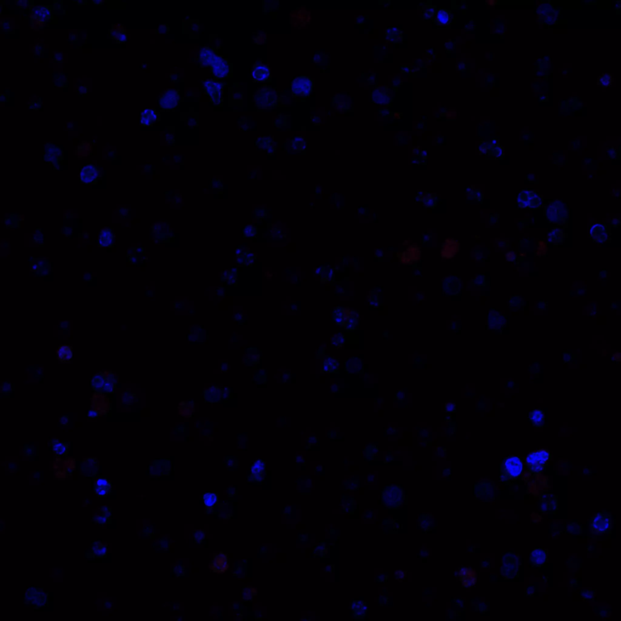 CD55 (DAF) Antibody, anti-human, REAlease® | Miltenyi Biotec | USA