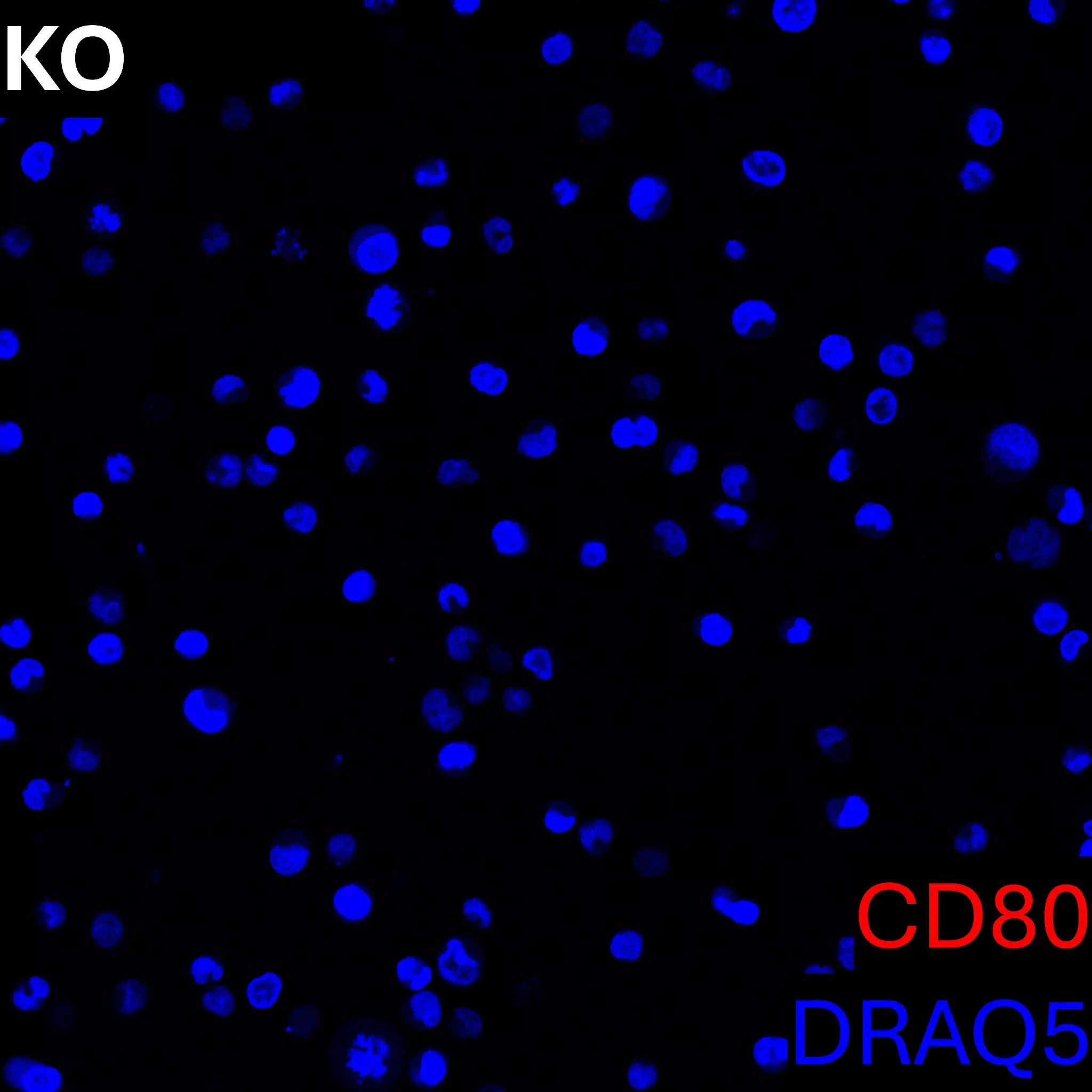 CD80 Antibody, anti-human, REAfinity™ | Miltenyi Biotec | USA