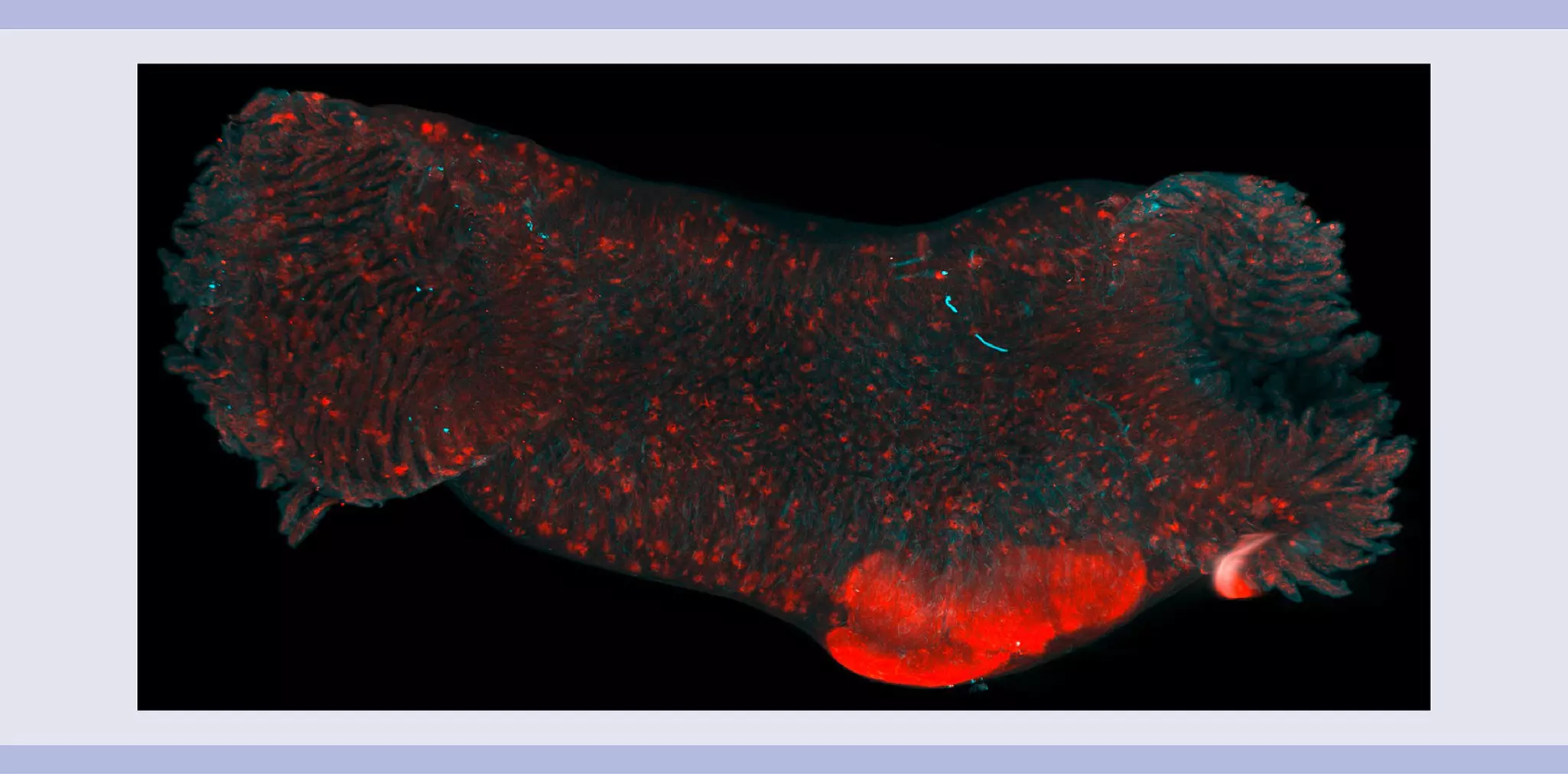 Light Sheet Microscopy | MACS® Handbook | Miltenyi Biotec | Great Britain