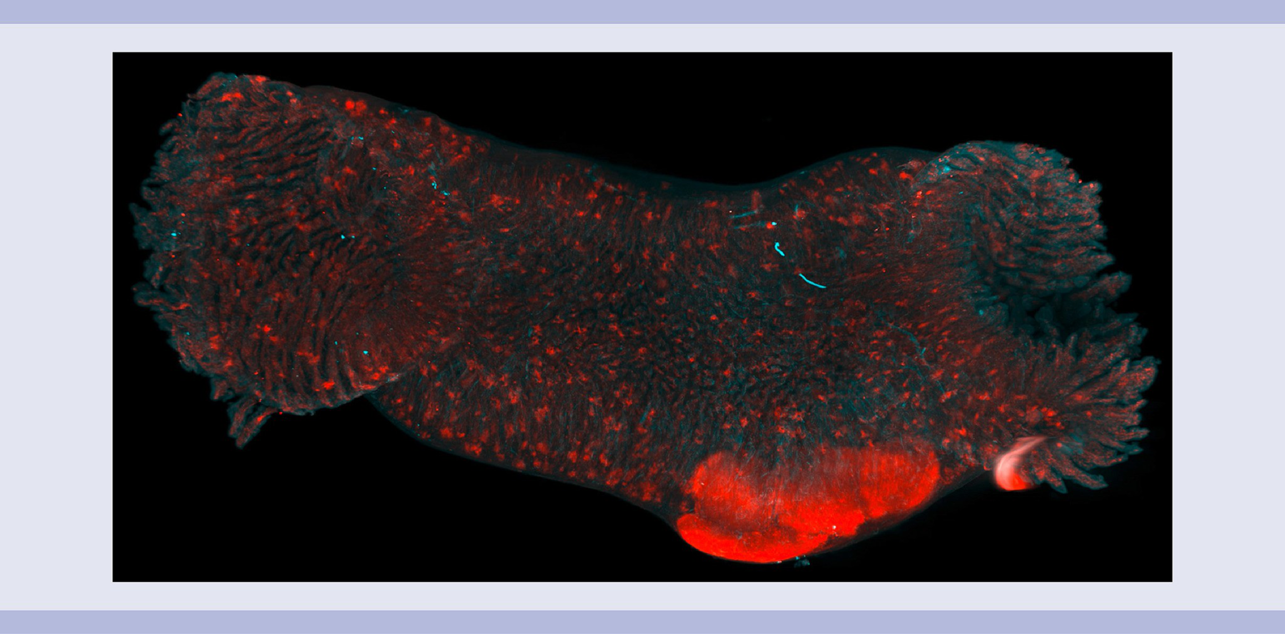 Light sheet microscopy | Miltenyi Biotec | USA