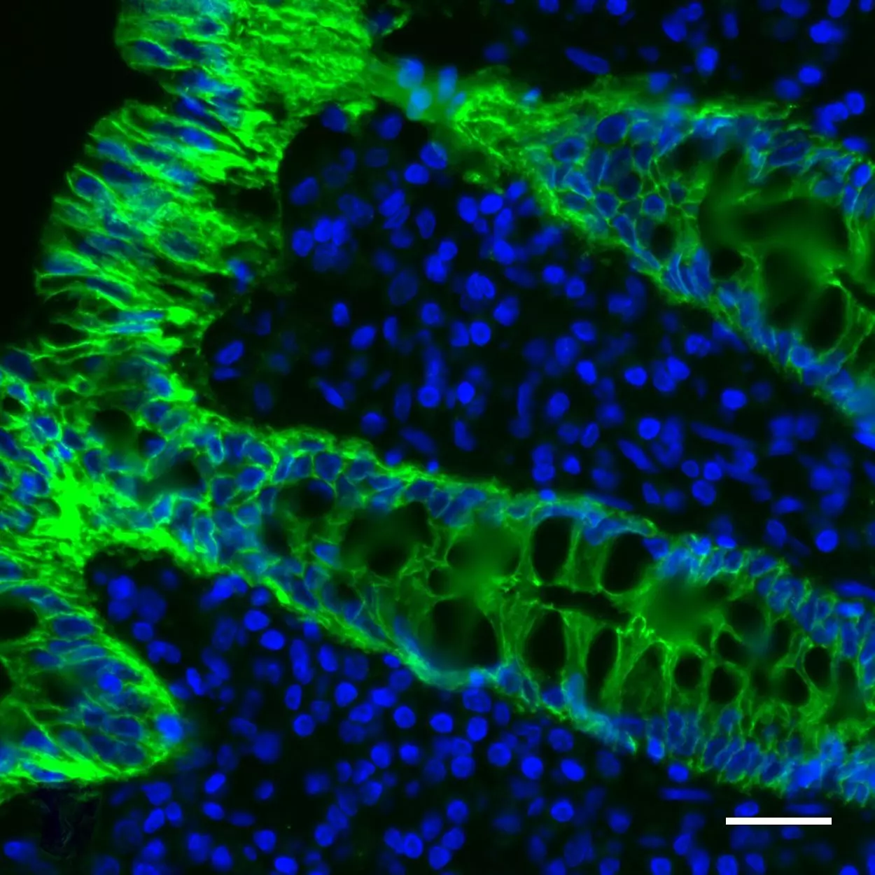 CD324 (E-Cadherin) Antibody, anti-human, REAfinity™ | Miltenyi Biotec | USA