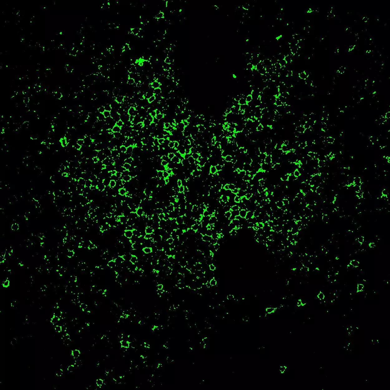 IgD Antibody, anti-human | Miltenyi Biotec | USA